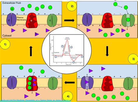 Neuron Excitation And Conduction Diagram Quizlet