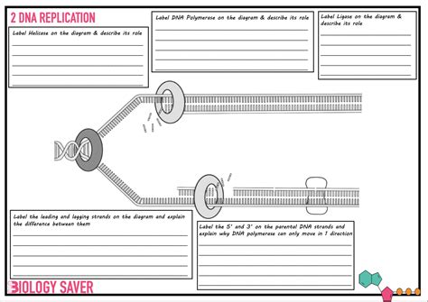 A Level Bio Revision Mats 2 Nucleic Acids Teaching Resources