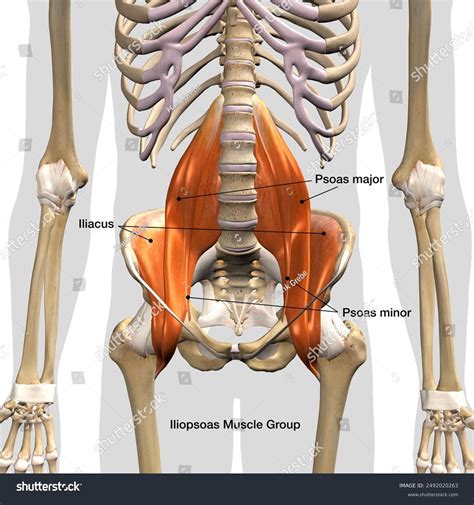 Iliopsoas Muscle Group Isolated Labeled Human Stock Illustration 2492020263 Shutterstock