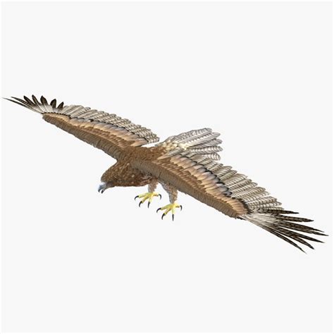 Gurney Eagle 3d 모델 3d 모델 Turbosquid 976551