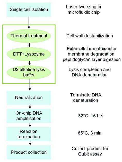 Cell Lysis Buffer Recipe For Dna Extraction Besto Blog