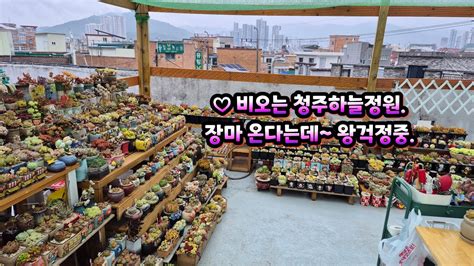 청주 영상후 겁나게 쏟아져요♥️ 일주일동안 잘지냈니 첫여름이라~다가오는장마가 무섭구나옥상다육 옥상하우스 장마다육