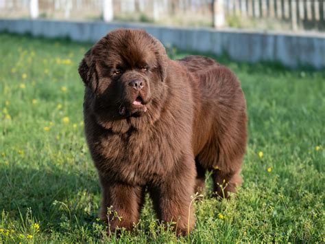 ¿cuánto Tiempo Necesitan Los Perros De Alimento Para Cachorros Antes De