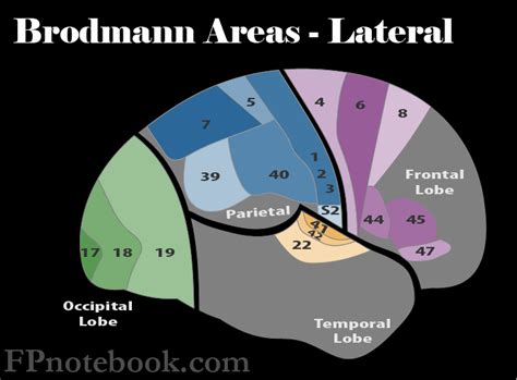 Primary Somatosensory Cortex Brodmann Area
