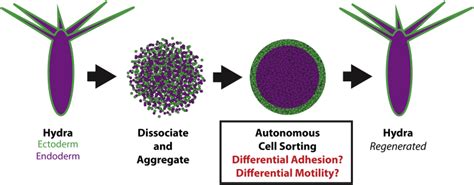 Sorting Things Out Cell Sorting During Hydra Regeneration Abstract