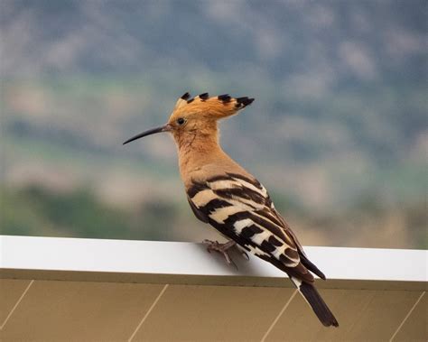 გაზაფხულის ფრინველები Sabuko