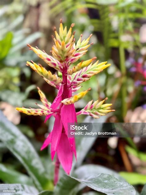 Impresionante Flora Y Fauna Originaria De La Península De Yucatán En México Orquídeas Plantas De
