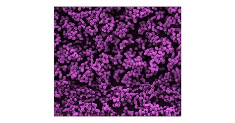Analysis Of Antimicrobial And Antibiofilm Activity Of Human Milk