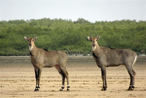 Nilgai Antelope