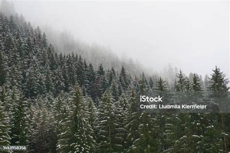 산 침엽수 림에서 가을과 겨울의 만남 겨울의 문턱에있는 산속의 녹색 노랑 흰색 숲 숲의 가을겨울 패턴 구름 속의 산에 침엽수 림의 가느 다란 행 0명에 대한 스톡 사진 및