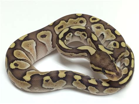 Lesser Ball Python For Sale Live Arrival Guarantee Xyzreptiles