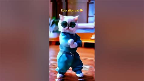 Cat Video Cat Cute Love Catlover Catsofyoutube Kittlen Ai Funny Youtube