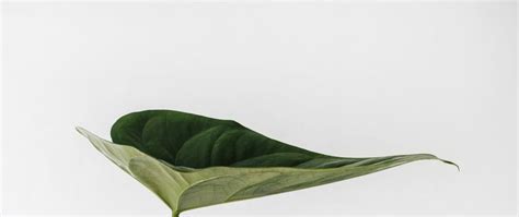 Adding Multi Language Functionality In A Website Developed In Laravel Dev Community