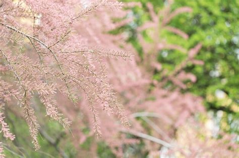 60 Tamarisk Pictures