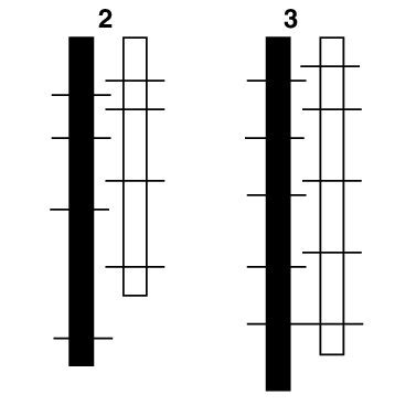 Typical Pattern Of Sex Specific Maps For Four Linkage Groups In A
