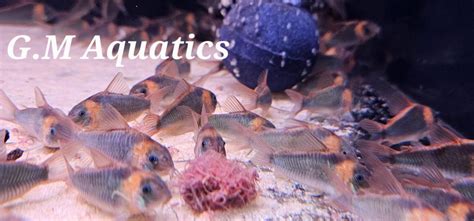 Wild Corydoras Eques £2600