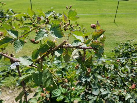 Bb Object Detection Dataset By Mywork