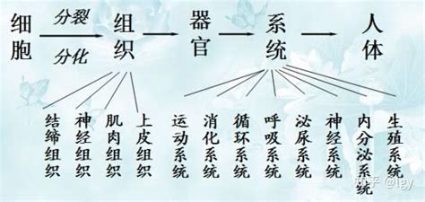 人体构成 知乎