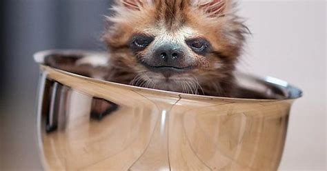 My Sloth Was Too Lazy To Stop The Cat Having Sex With It So They Had Slottens Album On Imgur