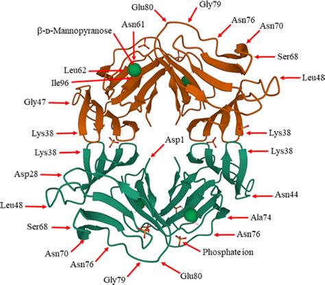 Crystal Structure Of Hha Complexed To β Dmannopyranose Resolved At 22