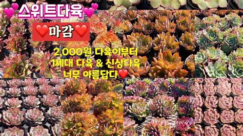 ️마감 ️ 10월 24일 ️2000원부터~1세대 다육and 신상 다육 ️ 소품중품대품🌈🌈 스위트다육 다육 다육이 베란다