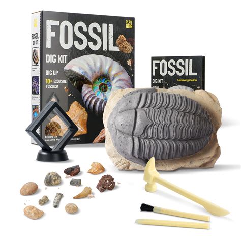 Amazon Com PLAY AHA Fossil Dig Kit Excavate 12 Exquisite Fossils Including Dinosaur Tooth