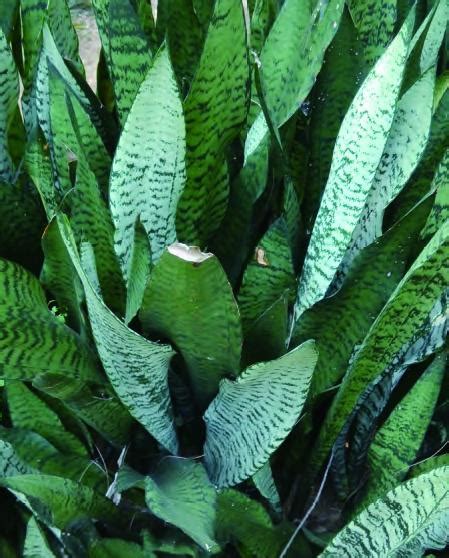 虎尾兰 罗浮山野生动植物 图片