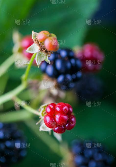 叶子 黑刺莓 农业 清新 食品 维生素 蓝莓 熟的 甜点心 背景