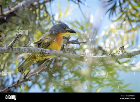 Grey Headed Bushshrike Malaconotus Blanchoti Grahamstown Makhanda