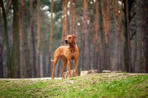 Rhodesian Ridgeback Stark And Unabhängig