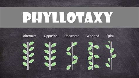Types Of Phyllotaxy Plant Biology Youtube