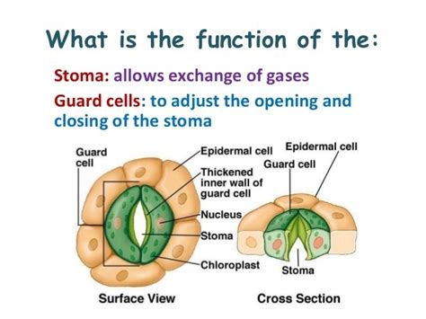 Mention Two Function Of Stomata Brainly In