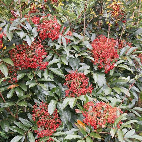 Buy Rowan Sorbus Splendens Delivery By Waitrose Garden