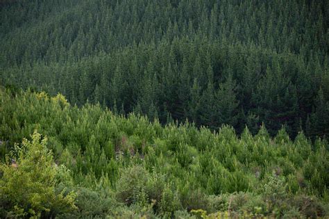 Vulcan Nexus Cladding Fsc Approved Premium Weatherboard Abodo Australia