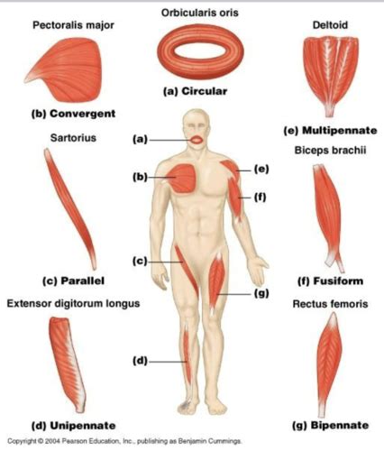 Anatomy And Physiology Ch 10 Flashcards Quizlet
