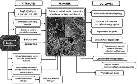 Mohammadjavad Vahidi On Linkedin Schematic Diagram Showing The Effect Of Biochar Application On