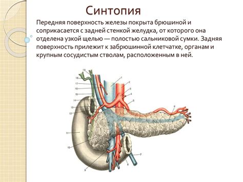 Поджелудочная железа Хирургическая анатомия Острый панкреатит панкреонекроз презентация онлайн