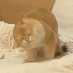 无字小猫表情包 可爱小猫表情包表情包图片gif动图 求表情网 斗图从此不求人