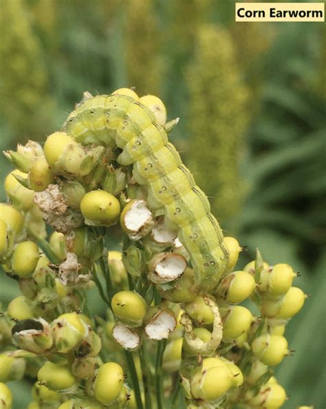 Corn Earworm Ut Crops Pest Guides