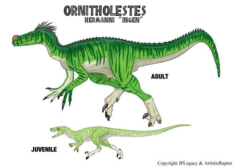 Ornitholestes Pictures And Facts The Dinosaur Database