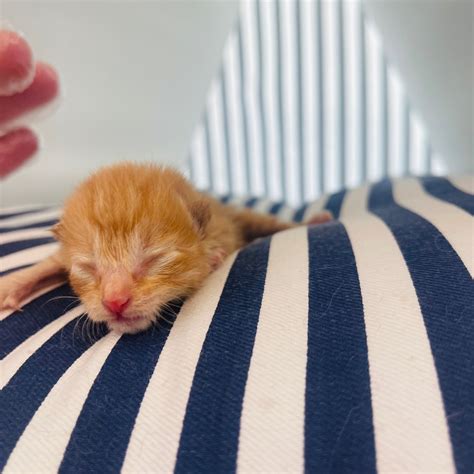 코리안숏헤어 치즈 대전강아지분양 아비시니안 아메리칸숏헤어분양 시츄분양 강아지파양 푸들종류 먼치킨고양이입양 부산강아지무료분양 강아지무료분양 유기견무료분양 유기묘입양