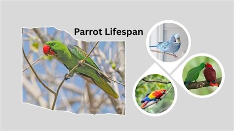 Parrot Lifespan How Long Do Parrots Live By Species And Care