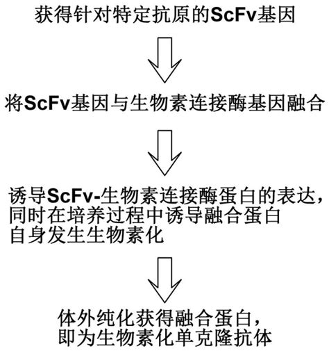 一种生物素化单克隆抗体的制备方法和应用