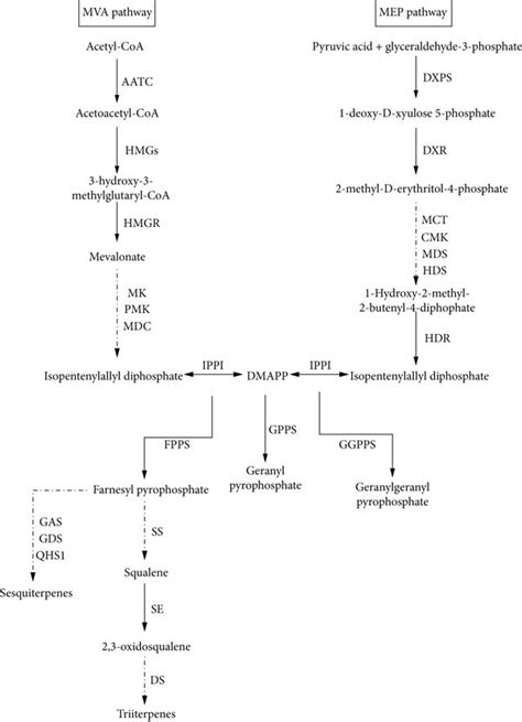 Synthetic Pathway Of Plant Terpenes Aact Acetoacetyl Coa Download Scientific Diagram
