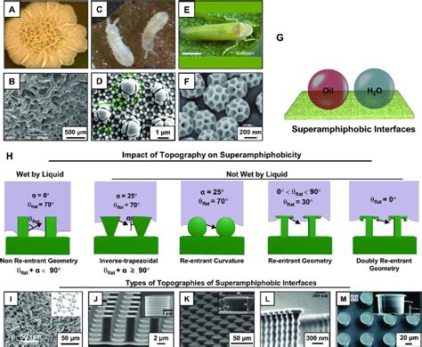 A And B Digital Image And Microscopic Image Of Bacillus Subtilis Download Scientific Diagram