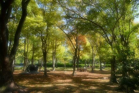 初秋の大仙公園11月3日 nobotan 1451のブログ