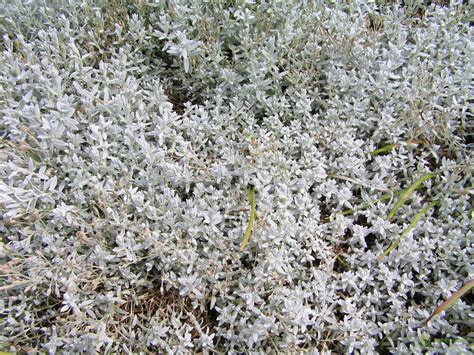 Цветы Ясколка снежный ковер (72 фото) - фото - картинки и рисунки ...