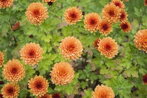 Growing Chrysanthemums Information Asia Farming