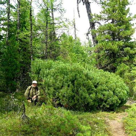 Стланик, кедрач (лат. pinus pumila) - Лесосад