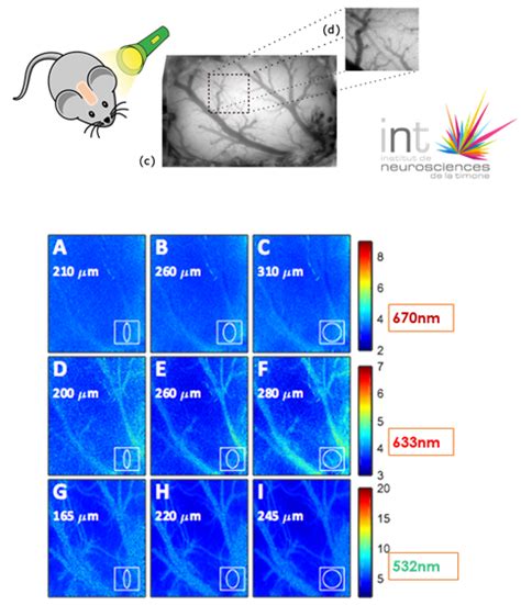 Probing The Tissues In Depth Using Elliptically Polarized Light Institut Fresnel